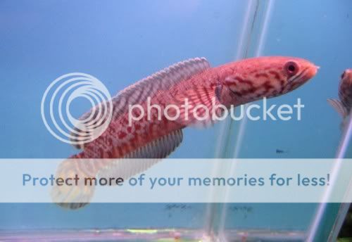 Rainbow Snakehead Photo by kirkdgxp | Photobucket